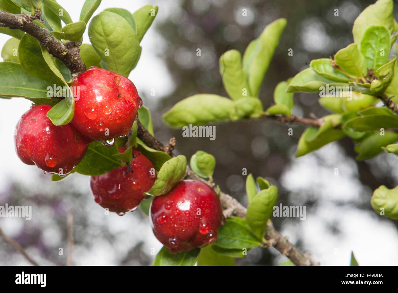 Acerola fruta hi-res stock photography and images - Alamy