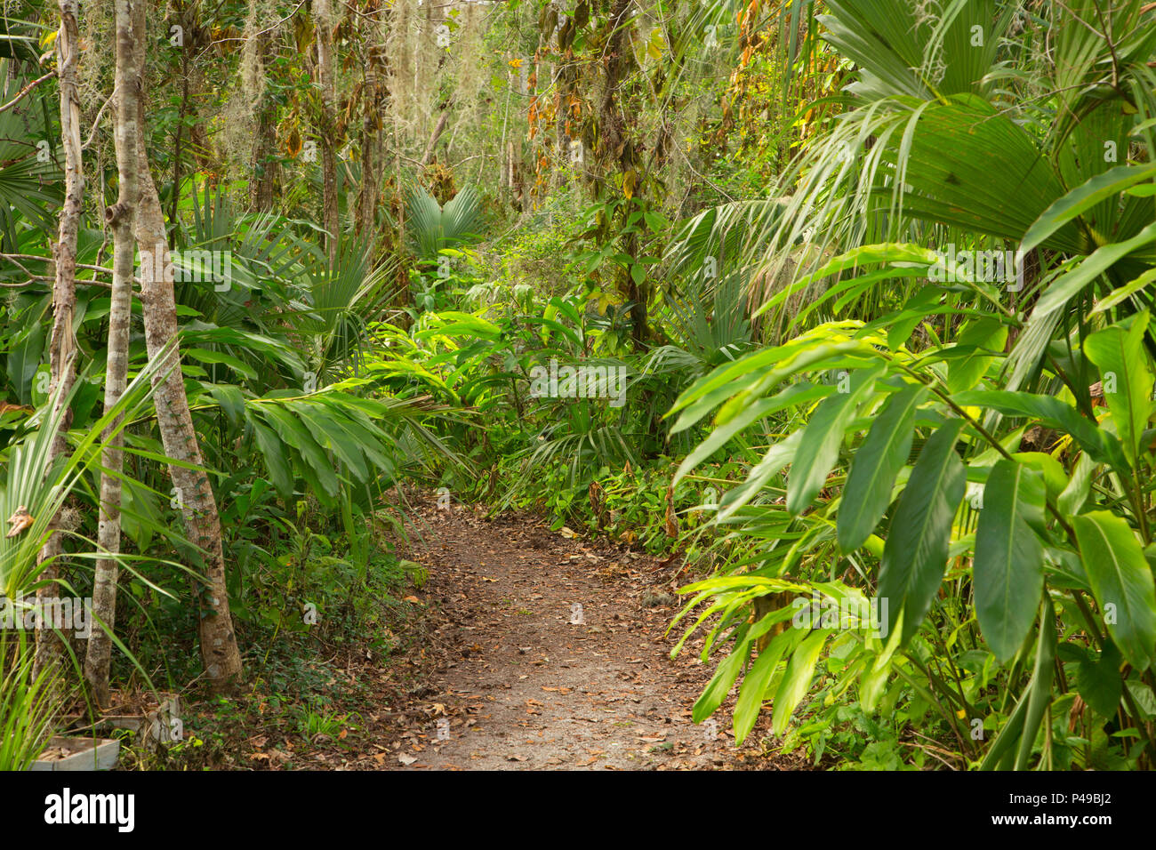 Garden path, Dunlawton Sugar Mill Gardens, Florida Stock Photo - Alamy