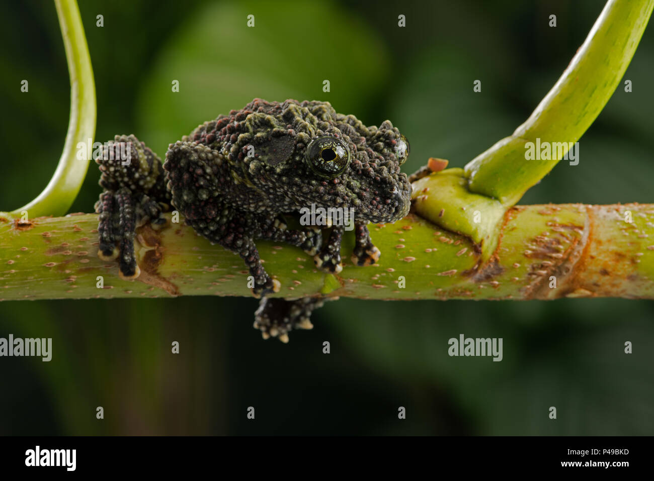 Vietnamese Mossy Frog (Theloderma corticale Stock Photo - Alamy
