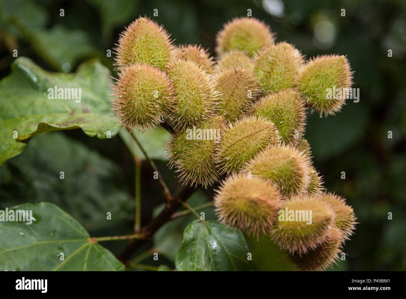 Fruto do urucuzeiro ou urucueiro hi-res stock photography and images ...