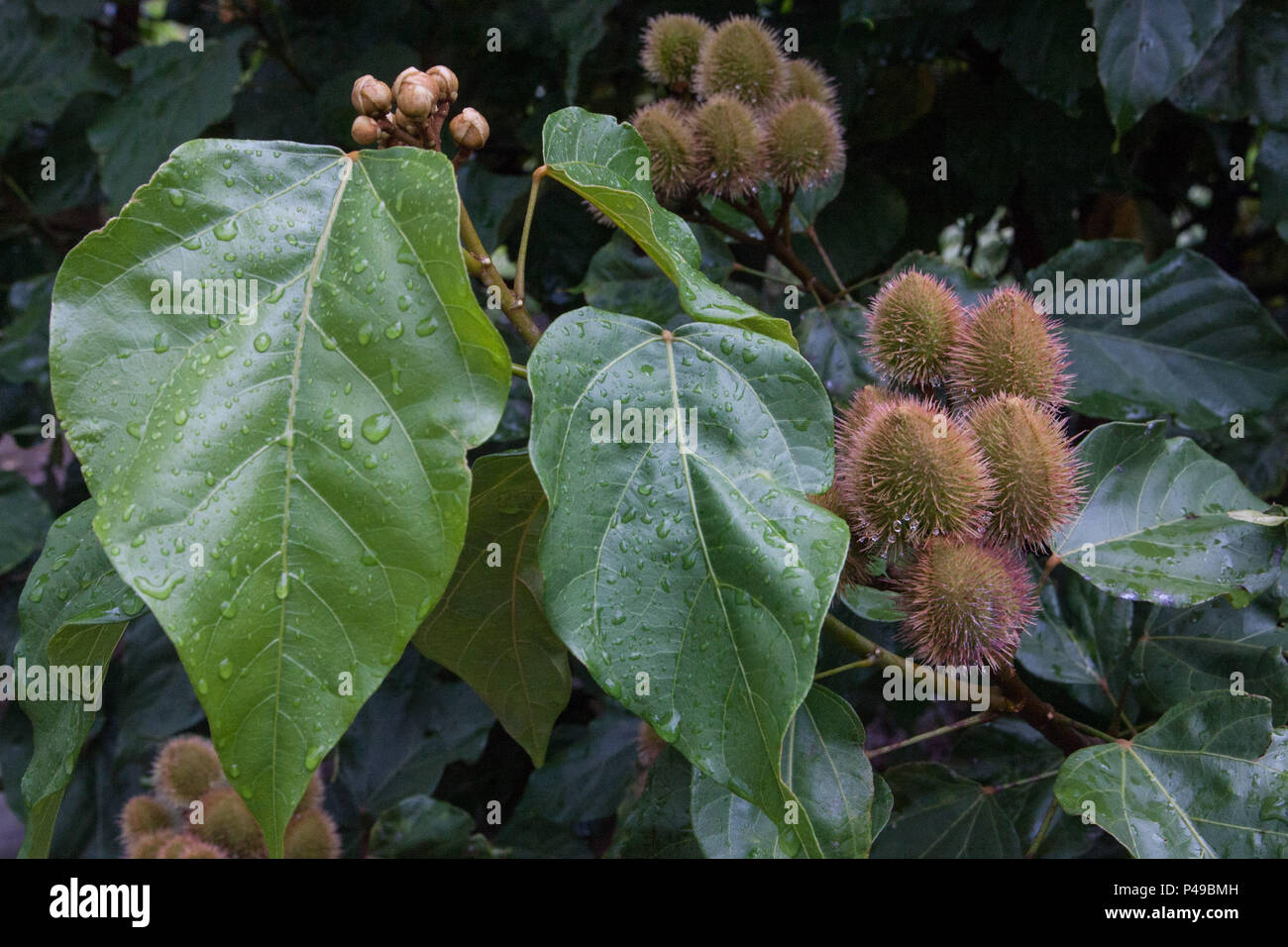 Urucu hi-res stock photography and images - Alamy