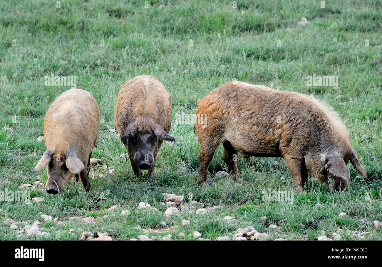 Curly coat pigs hi-res stock photography and images - Alamy