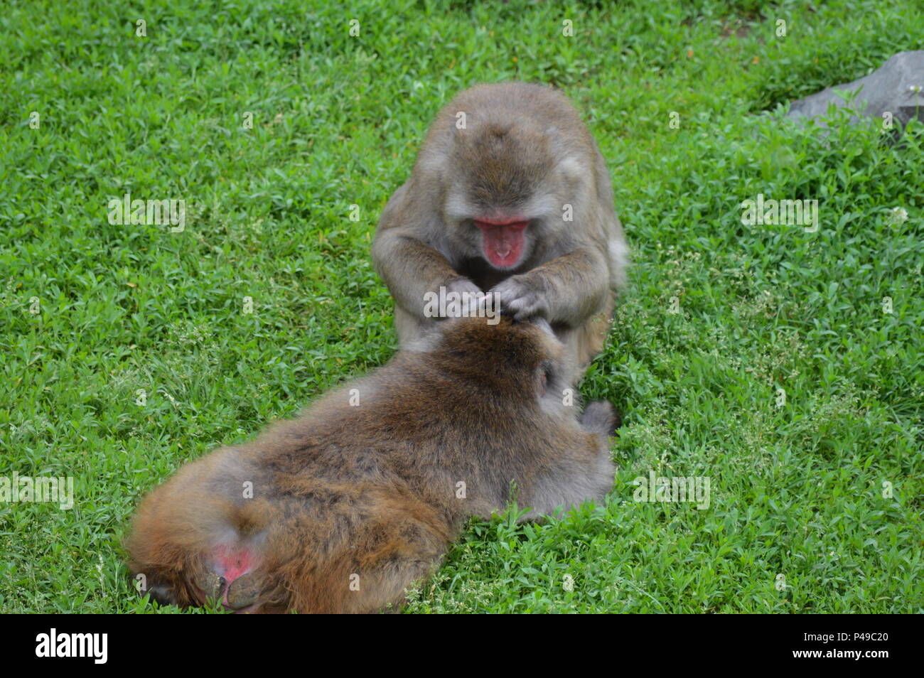 Monkey smile hi-res stock photography and images - Alamy