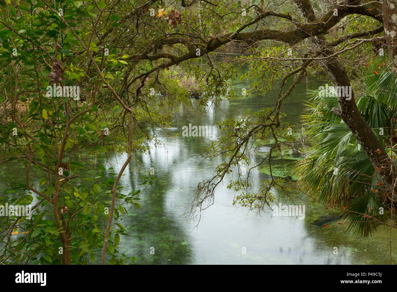 Blue Spring Run, Blue Spring State Park, Florida Stock Photo - Alamy