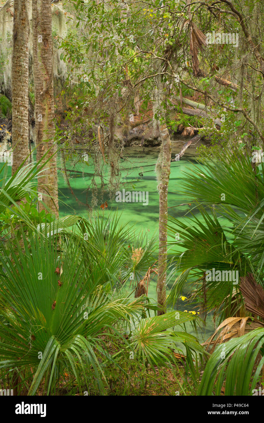 Blue Spring Run, Blue Spring State Park, Florida Stock Photo - Alamy