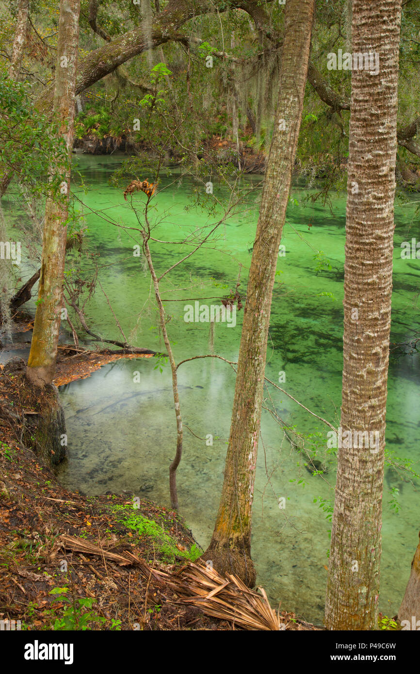 Blue Spring Run, Blue Spring State Park, Florida Stock Photo - Alamy