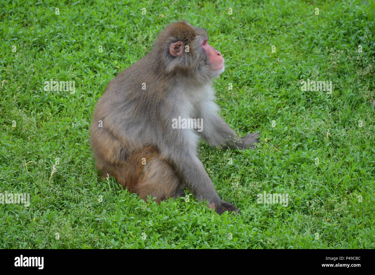 Snow monkey in the outdoors Stock Photo - Alamy