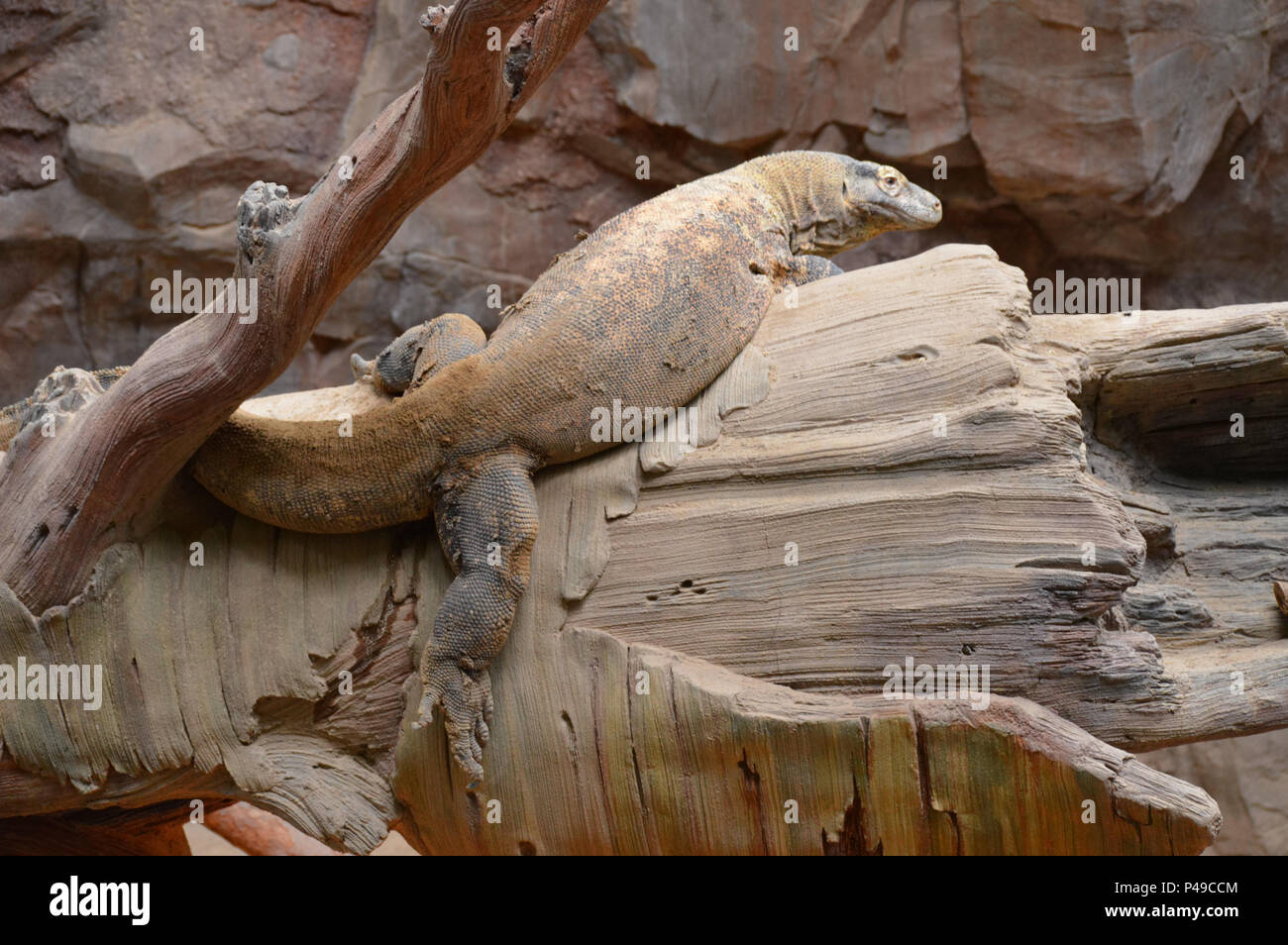 Komodo dragon on a tree Stock Photo - Alamy