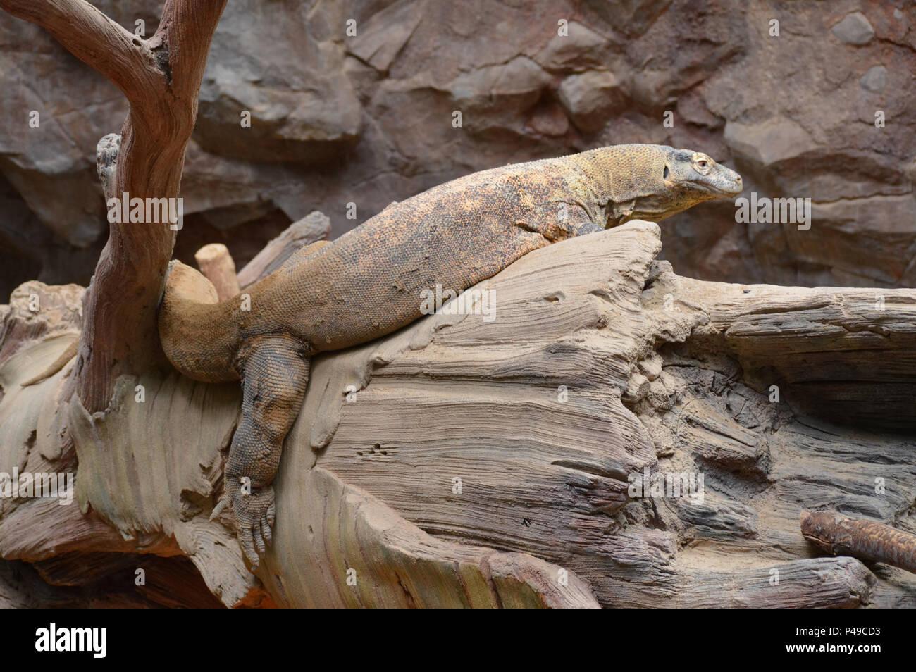 Komodo dragon on a tree Stock Photo - Alamy