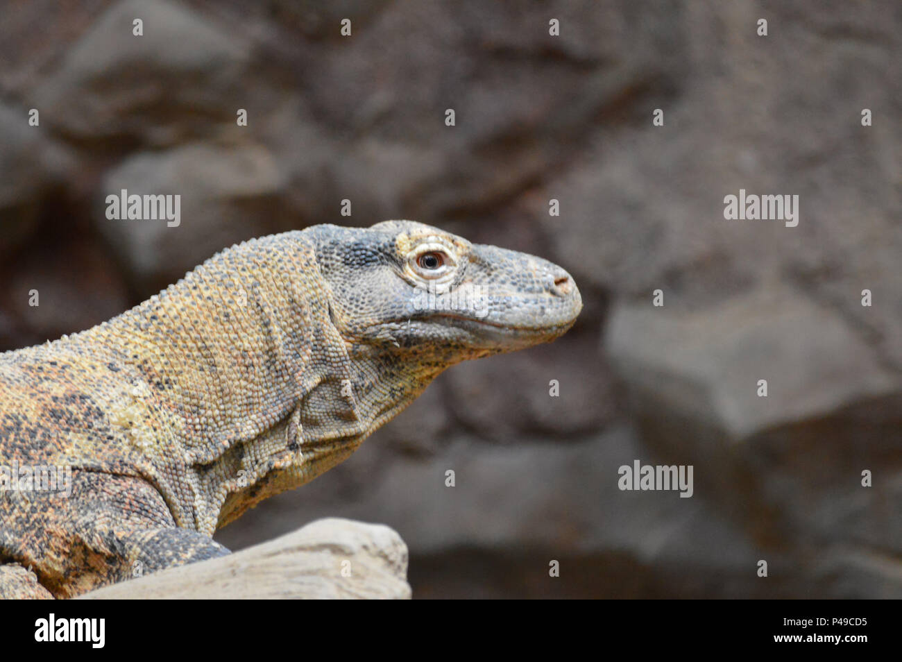 Komodo dragon on a tree Stock Photo - Alamy