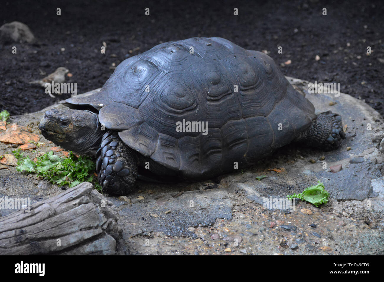 Asian reptile hi-res stock photography and images - Alamy