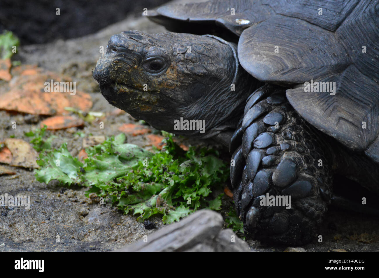 Asian forest hi-res stock photography and images - Alamy Asian forest hi-res stock photography and images - Alamy