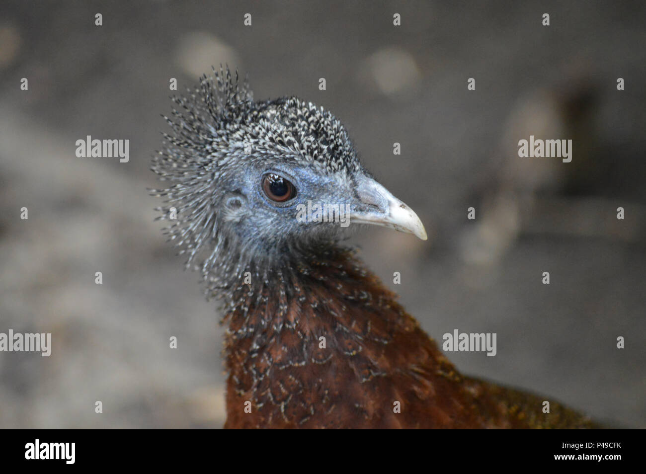 Great Malay Argus bird Stock Photo - Alamy