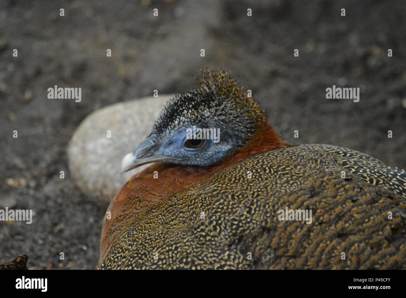 Malay portrait hi-res stock photography and images - Alamy