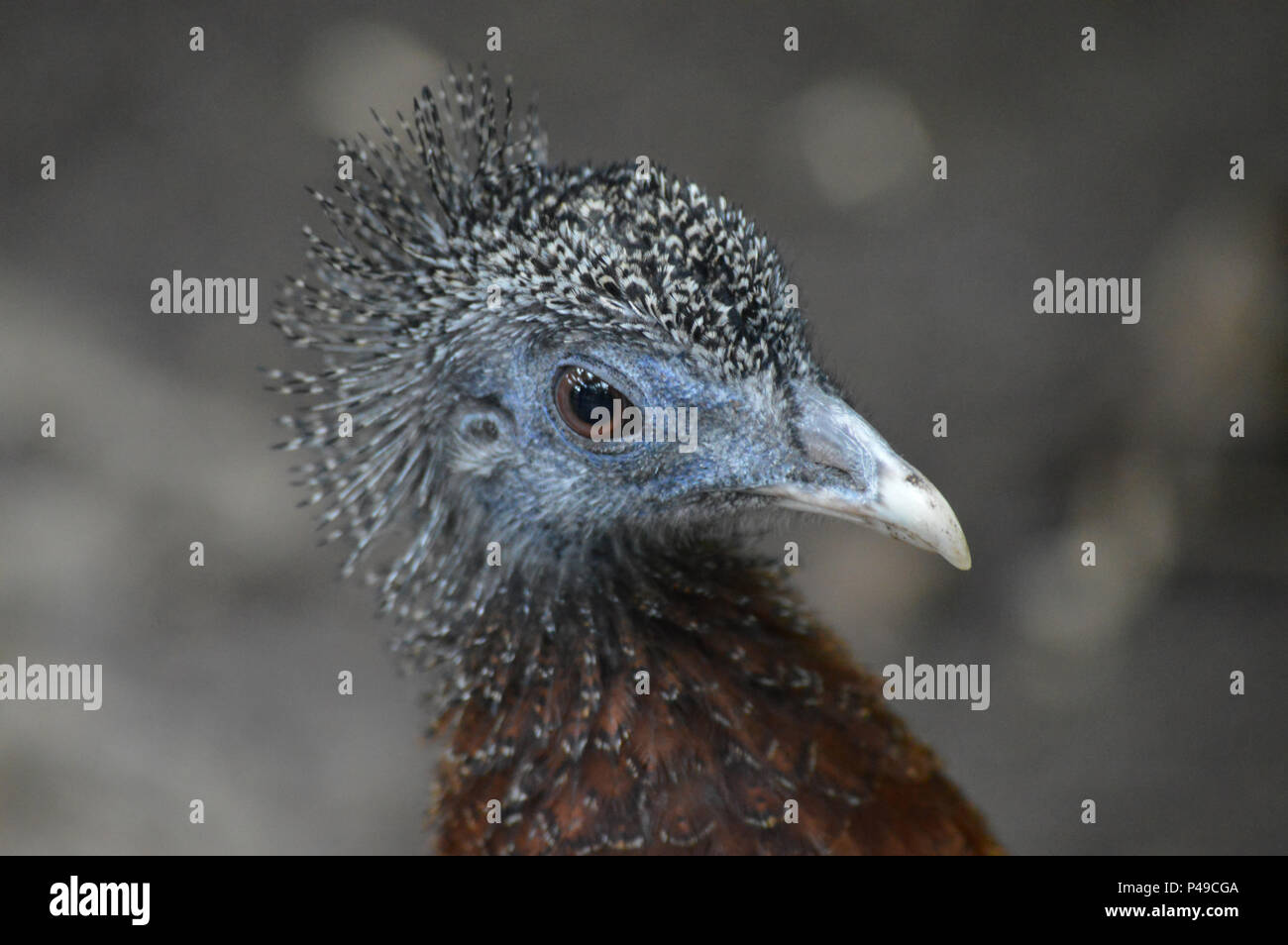 Great Malay Argus bird Stock Photo - Alamy