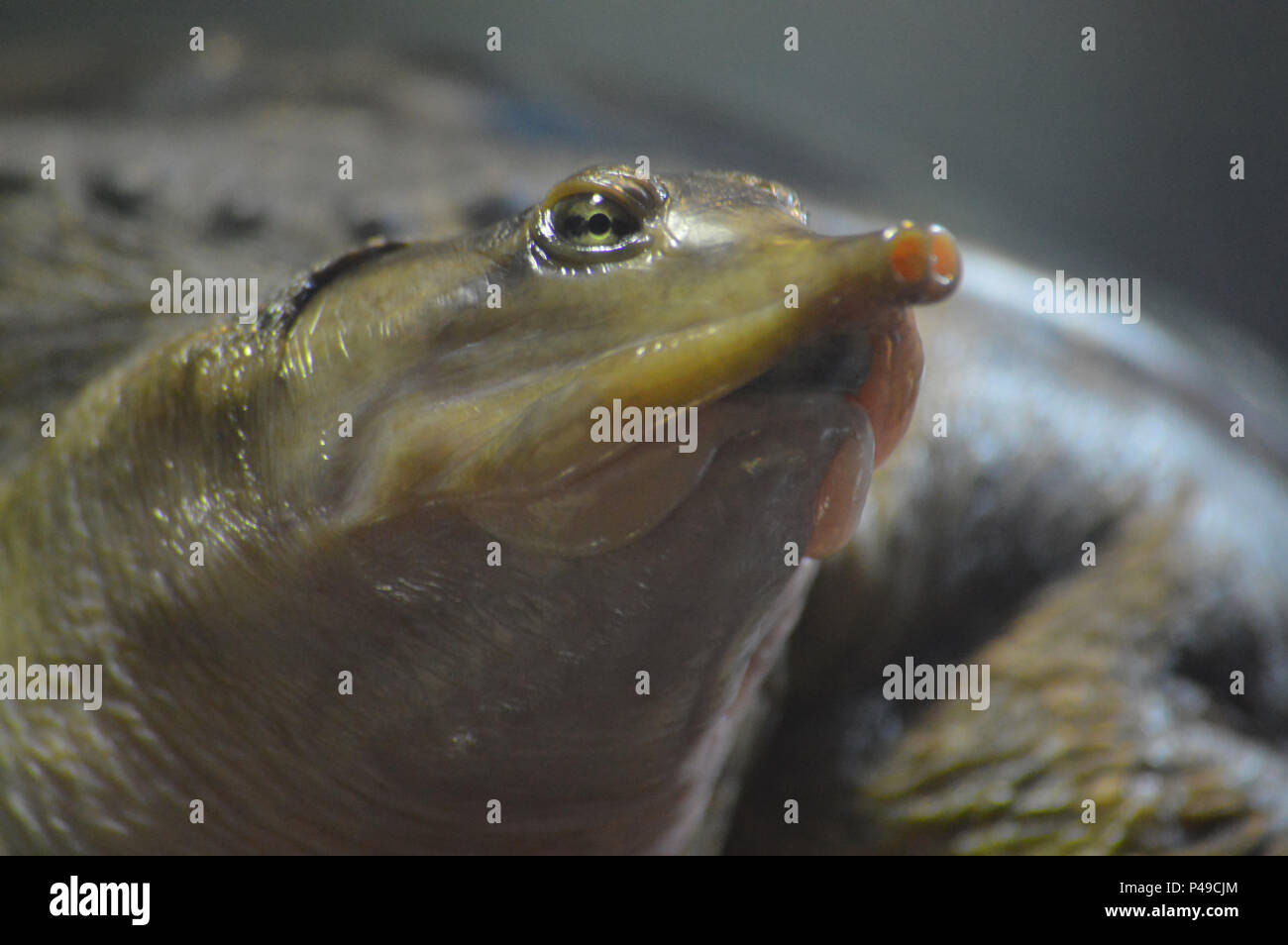 Soft nose hi-res stock photography and images - Alamy