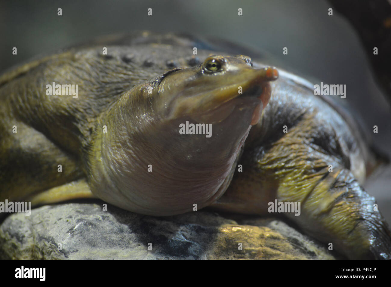 Soft nose hi-res stock photography and images - Alamy