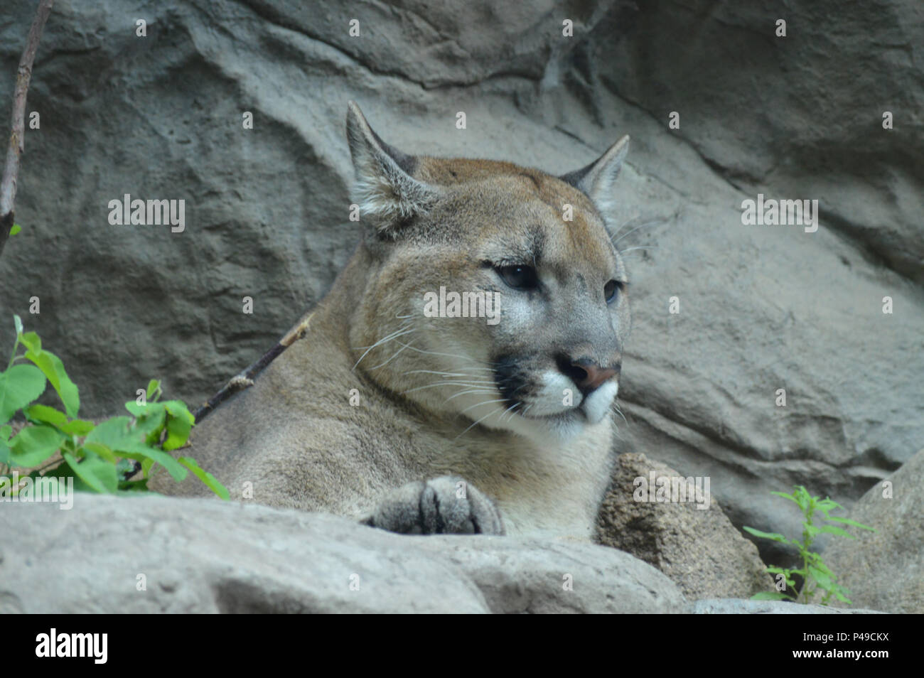 Rock of the puma hi-res stock photography and images - Alamy