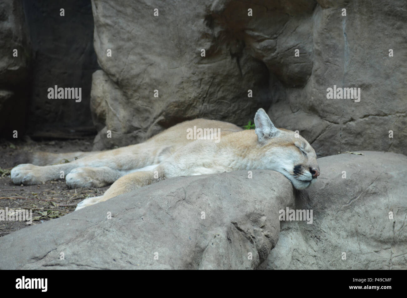 Rock of the puma hi-res stock photography and images - Alamy