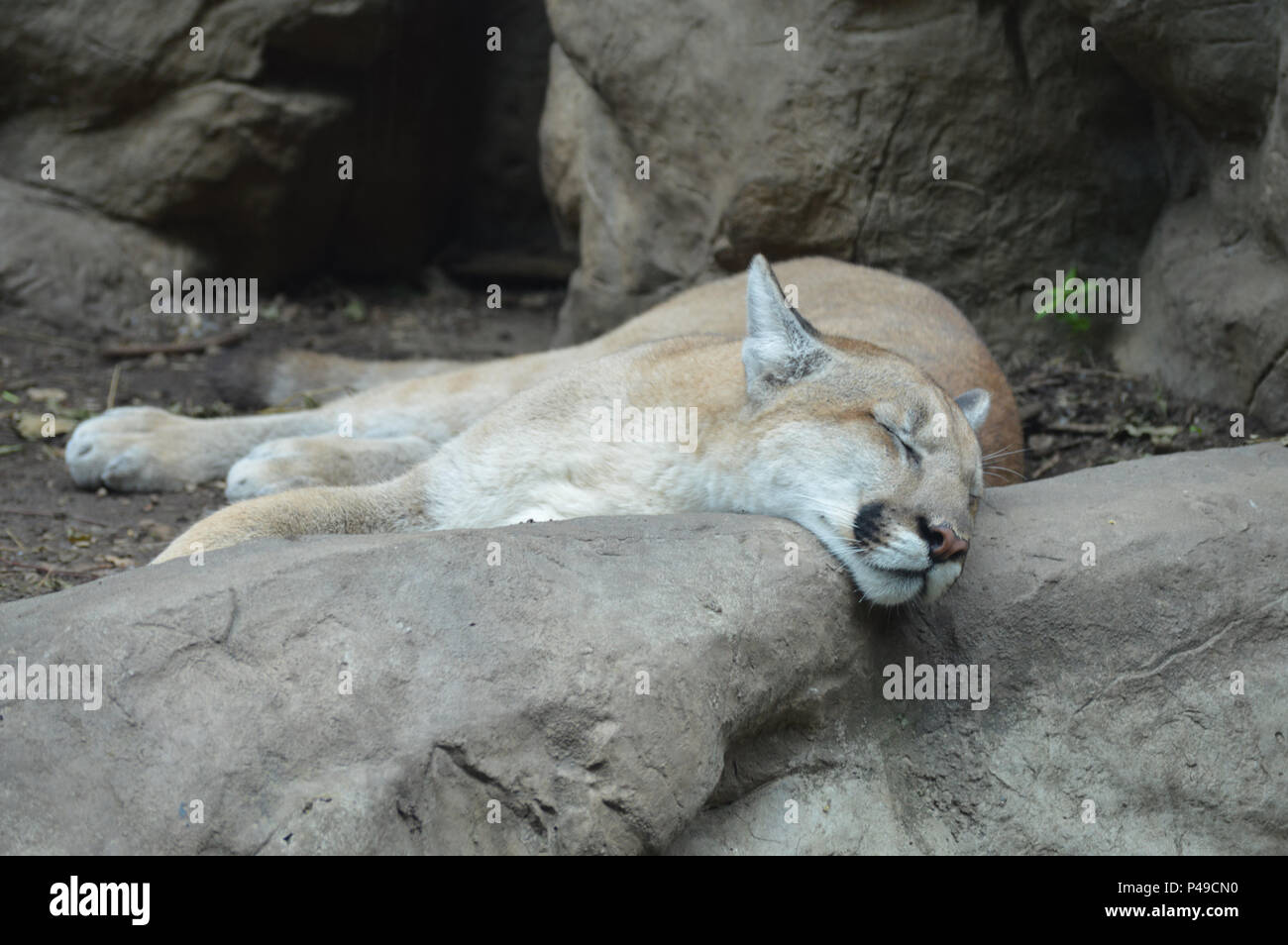Resting mountain lion hi-res stock photography and images - Alamy