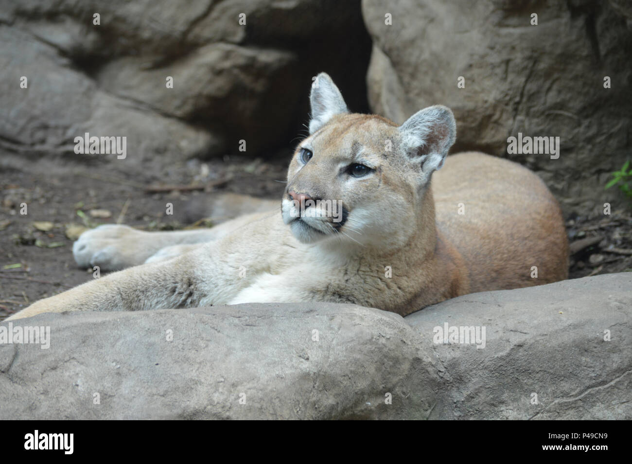 Puma resting on a rock Stock Photo - Alamy