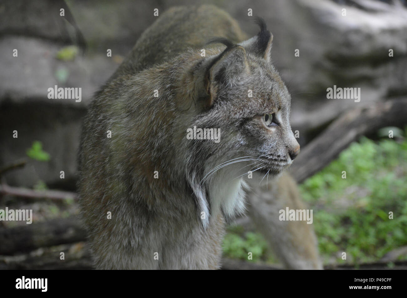 Canadian lynx in the outdoors Stock Photo - Alamy