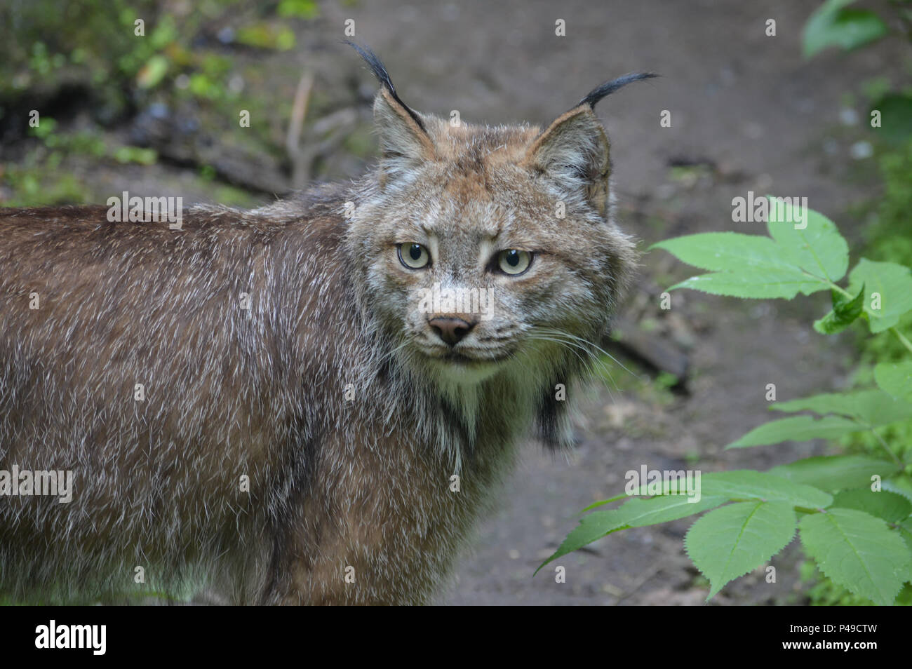 Canadian lynx in the outdoors Stock Photo - Alamy