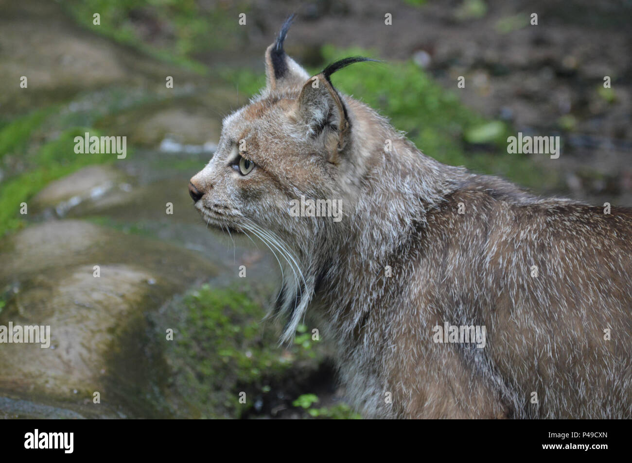 Canadian lynx in the wild hi-res stock photography and images - Alamy