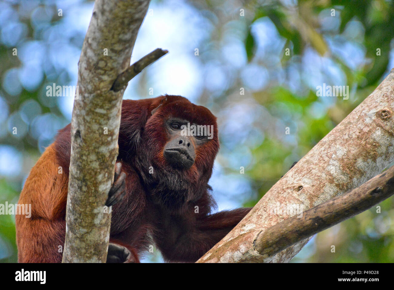 Red Howler Monkey, Alouatta seniculus Stock Photo - Alamy