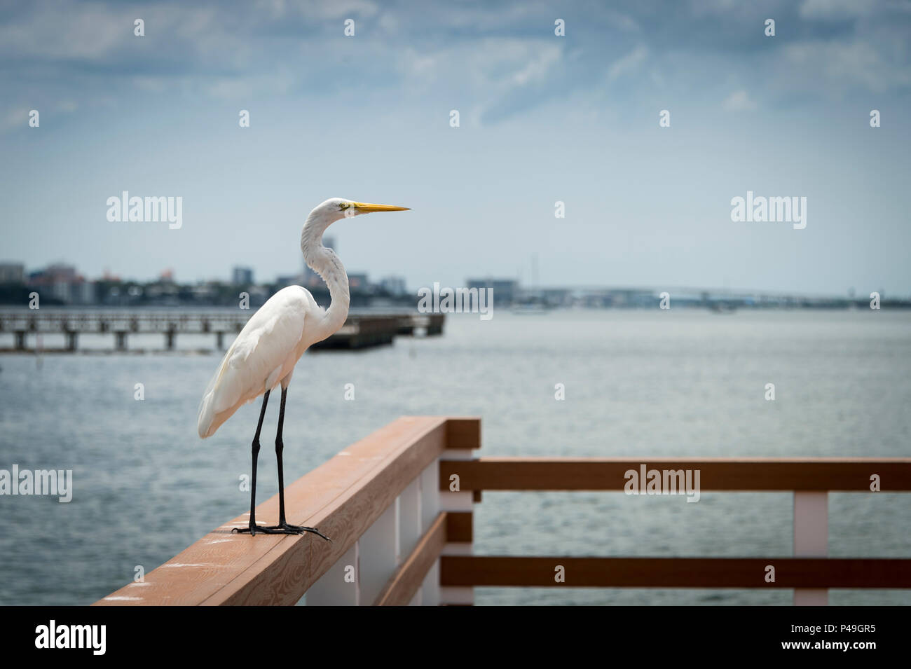 great egret, also known as the common egret, large egret or great white ...