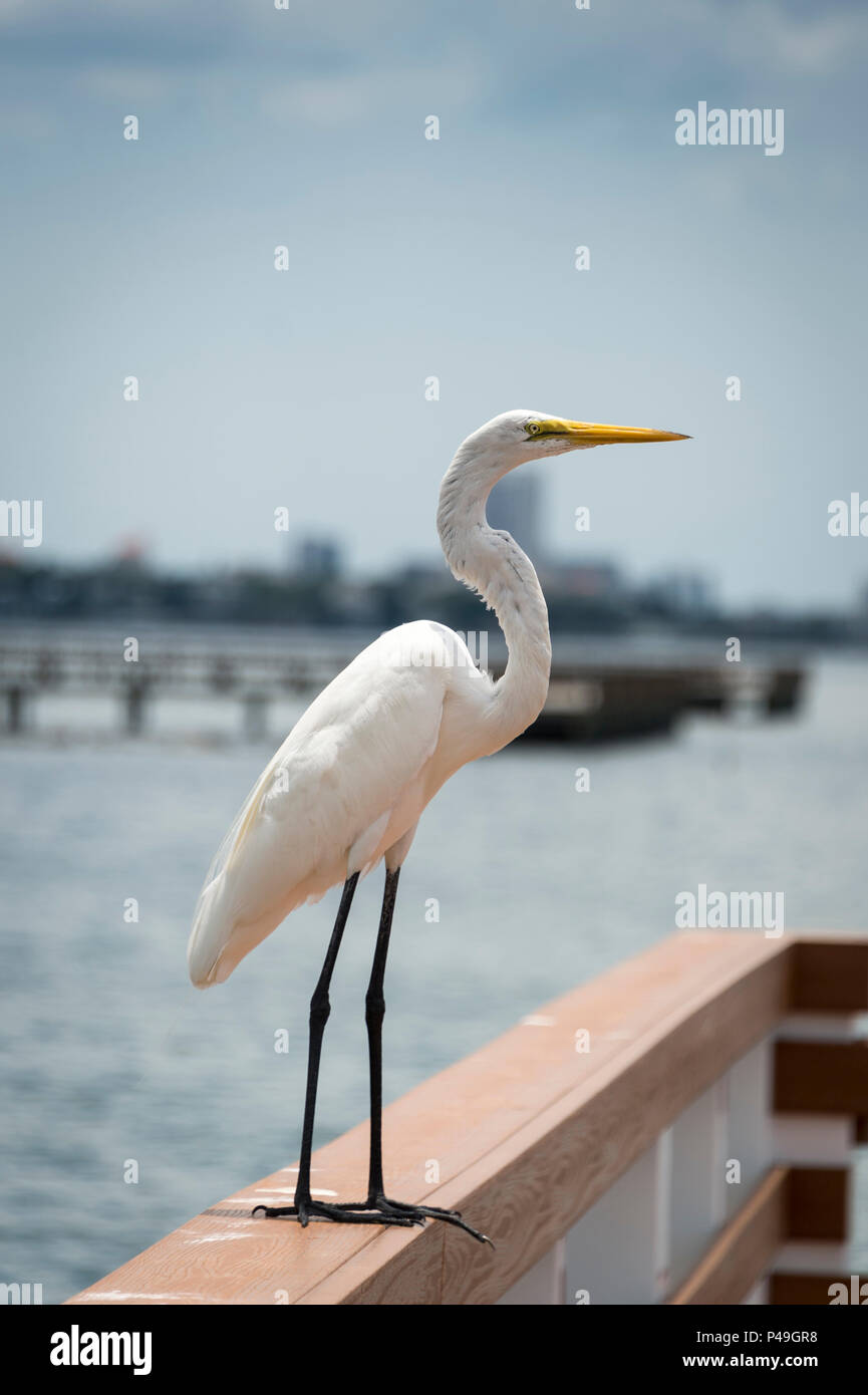Large egret hi-res stock photography and images - Alamy