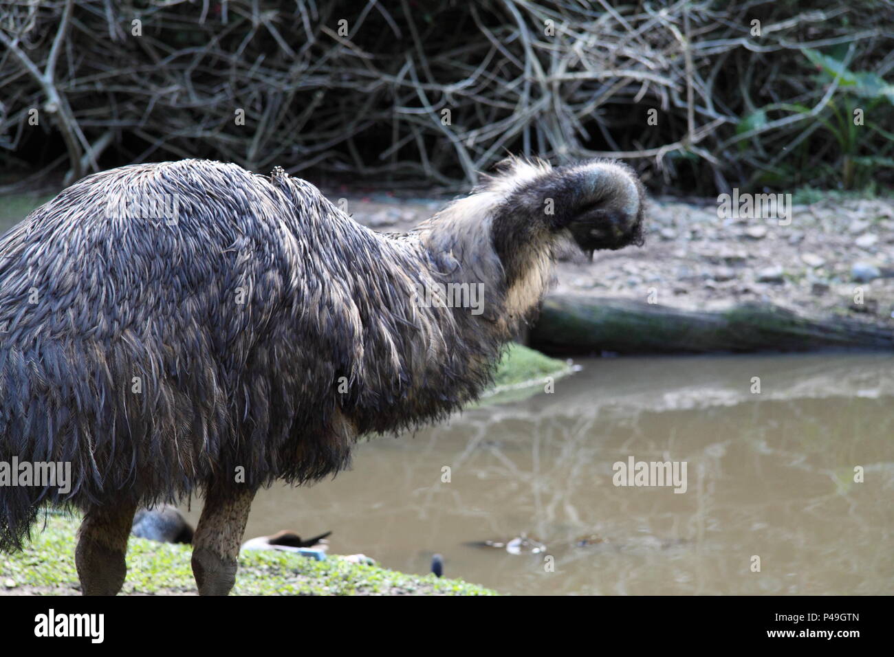 Emu grooming hi-res stock photography and images - Alamy