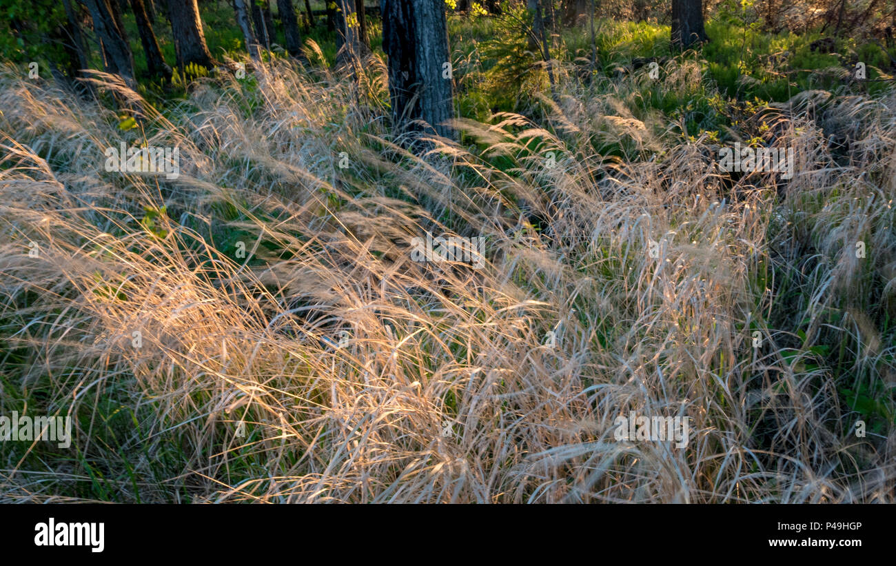 Wind rippled long grasses under forest trees, Dore Lake, Saskatchewan ...