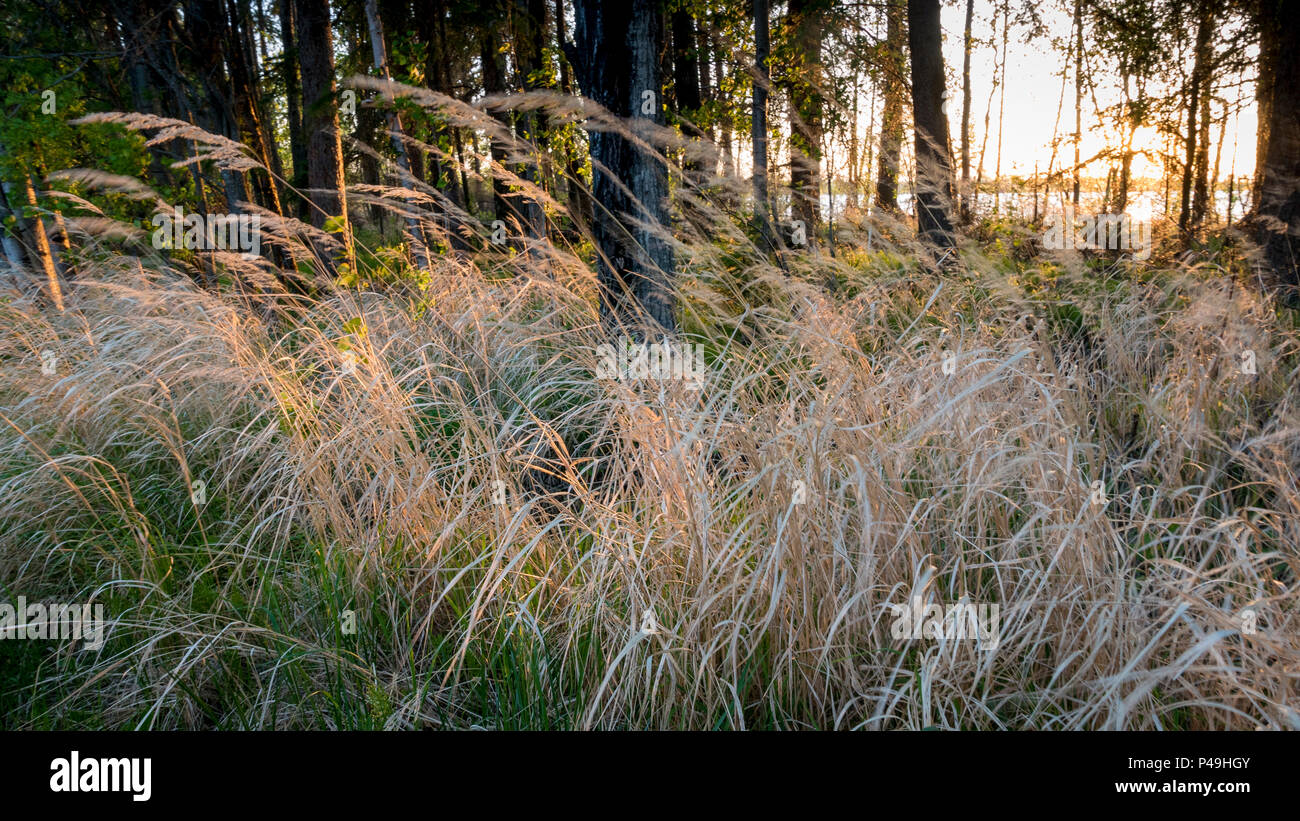 Wind rippled long grasses under forest trees, Dore Lake, Saskatchewan ...