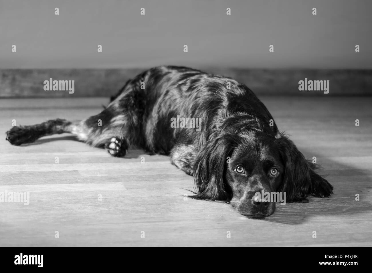 Black dog spaniel on Black and White Stock Photos & Images - Alamy