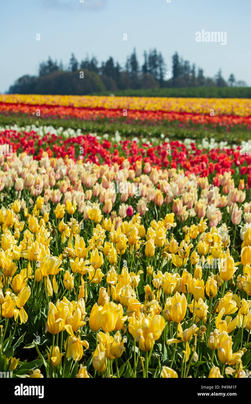 Colorful tulip field, Tulip Fest, Wooden Shoe Tulip Farm, Woodburn ...