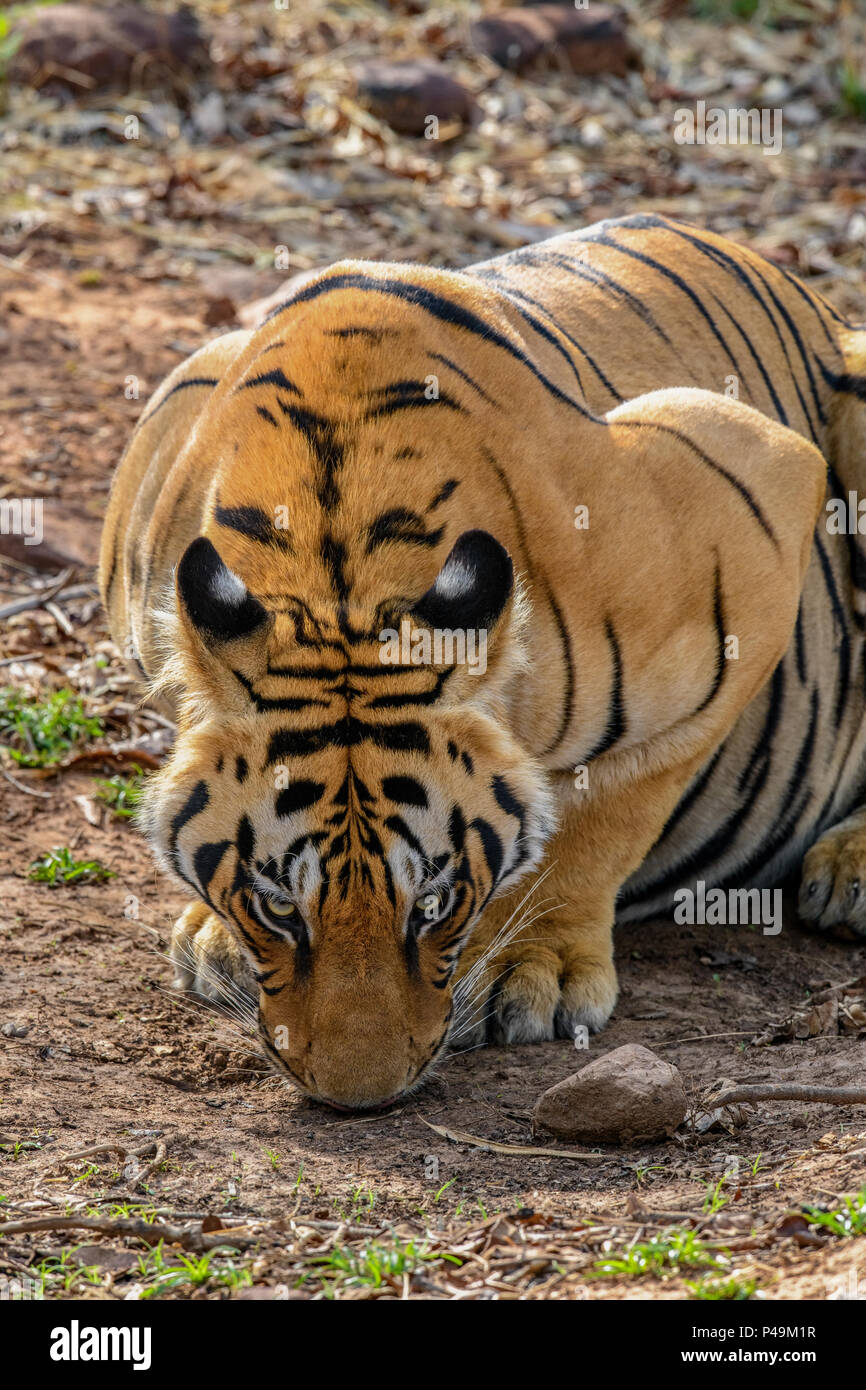 Royal Bengal Tiger Sub adult male cub in Tadoba Andhari Tiger Reserve ...