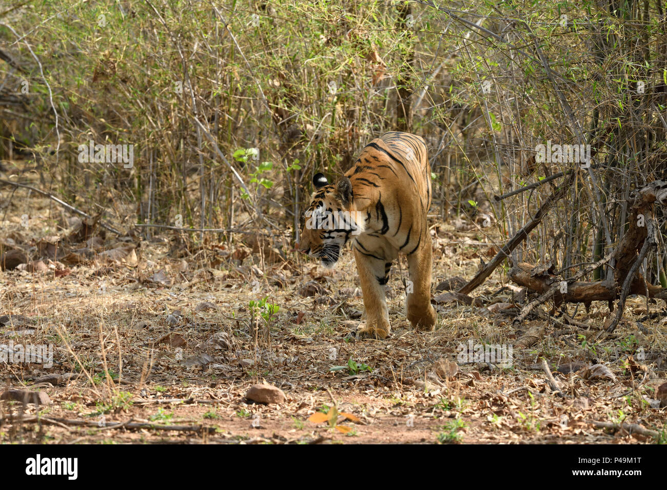 Royal Bengal Tiger Sub adult male cub in Tadoba Andhari Tiger Reserve ...