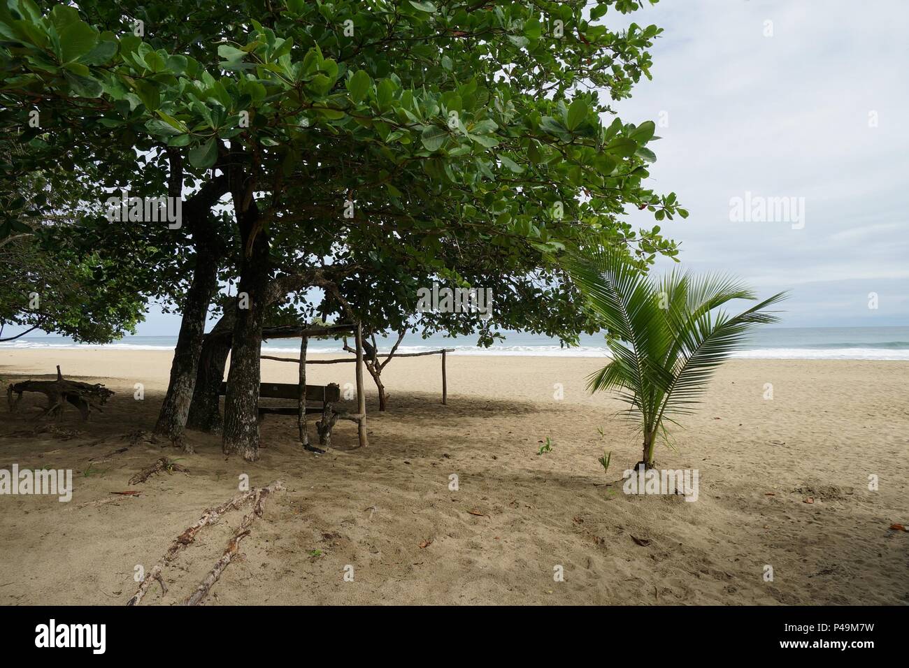Tropical sand beach with big tree, young palm tree growth and rustic ...