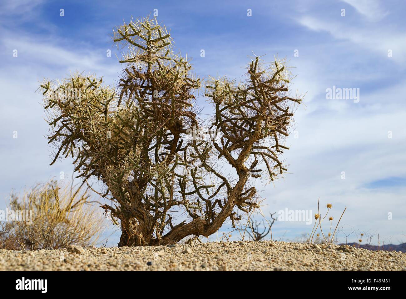 Desert vegetation of Bajada Nature Trail, Joshua Tree National Park ...