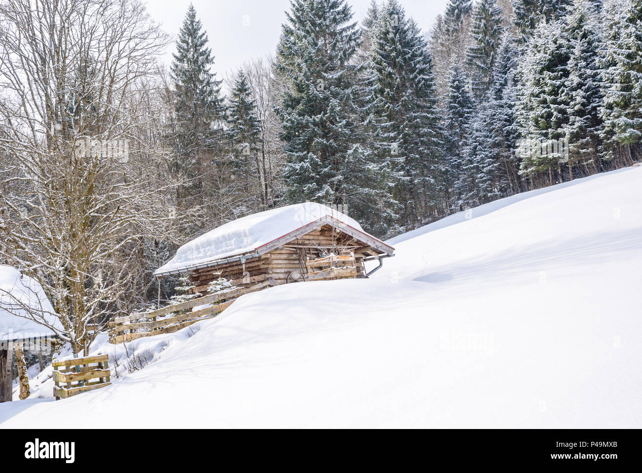 Winter forest with allgaeu alps hi-res stock photography and images - Alamy