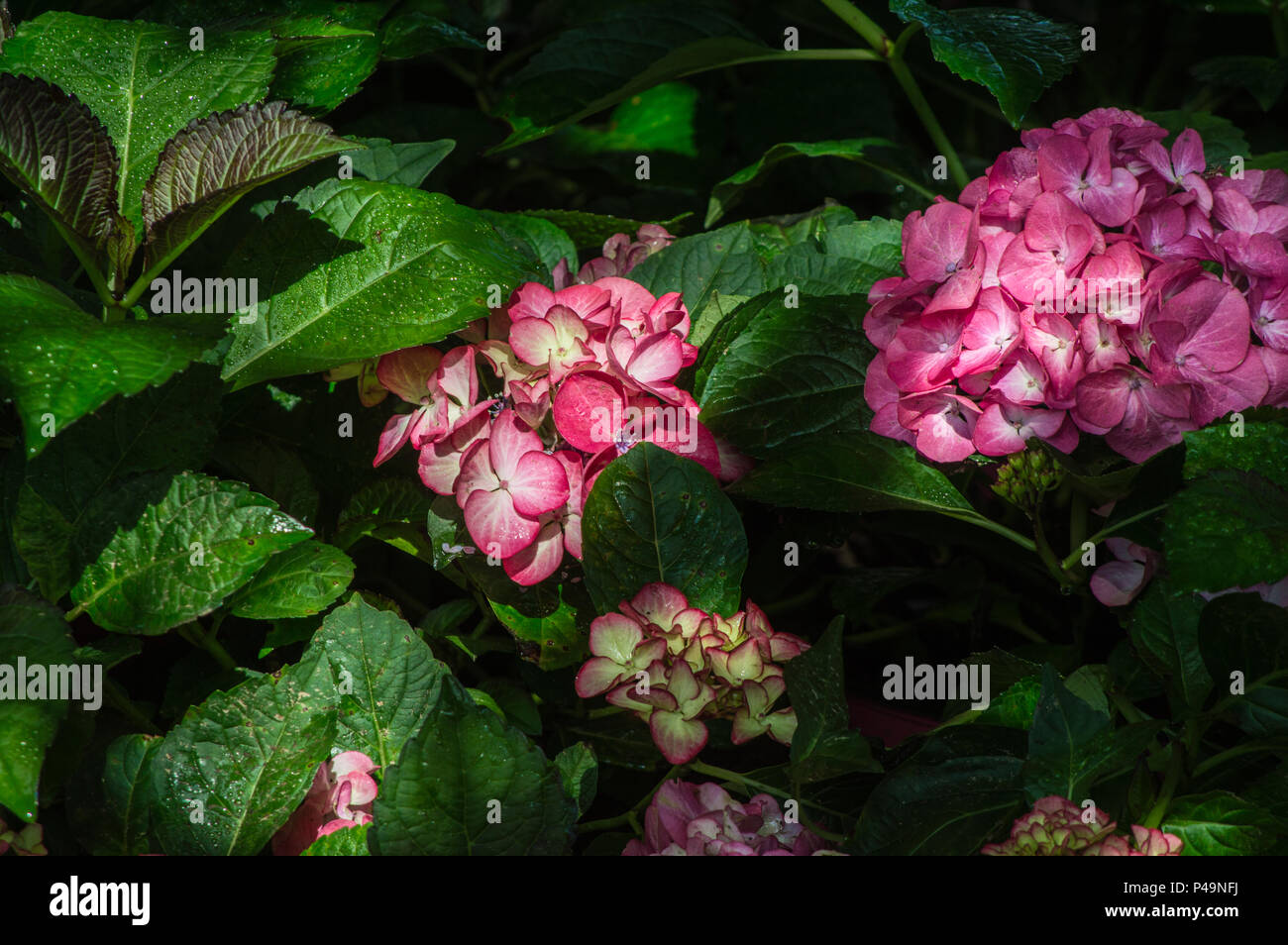 Hydrangea , beautiful hydrangea flowers in the garden Stock Photo - Alamy