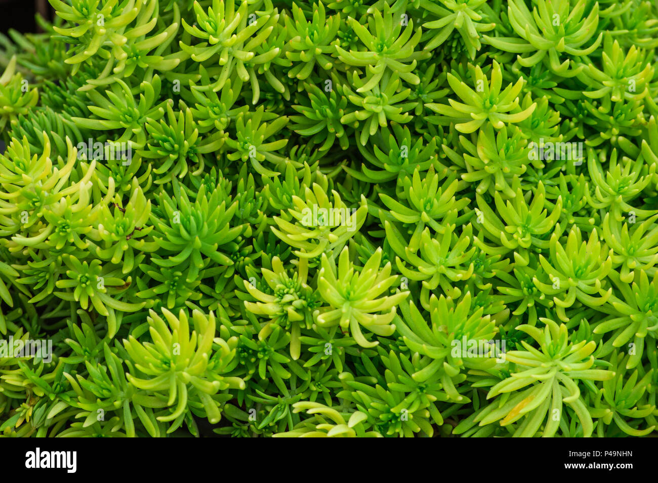 Gold Moss High Resolution Stock Photography and Images - Alamy