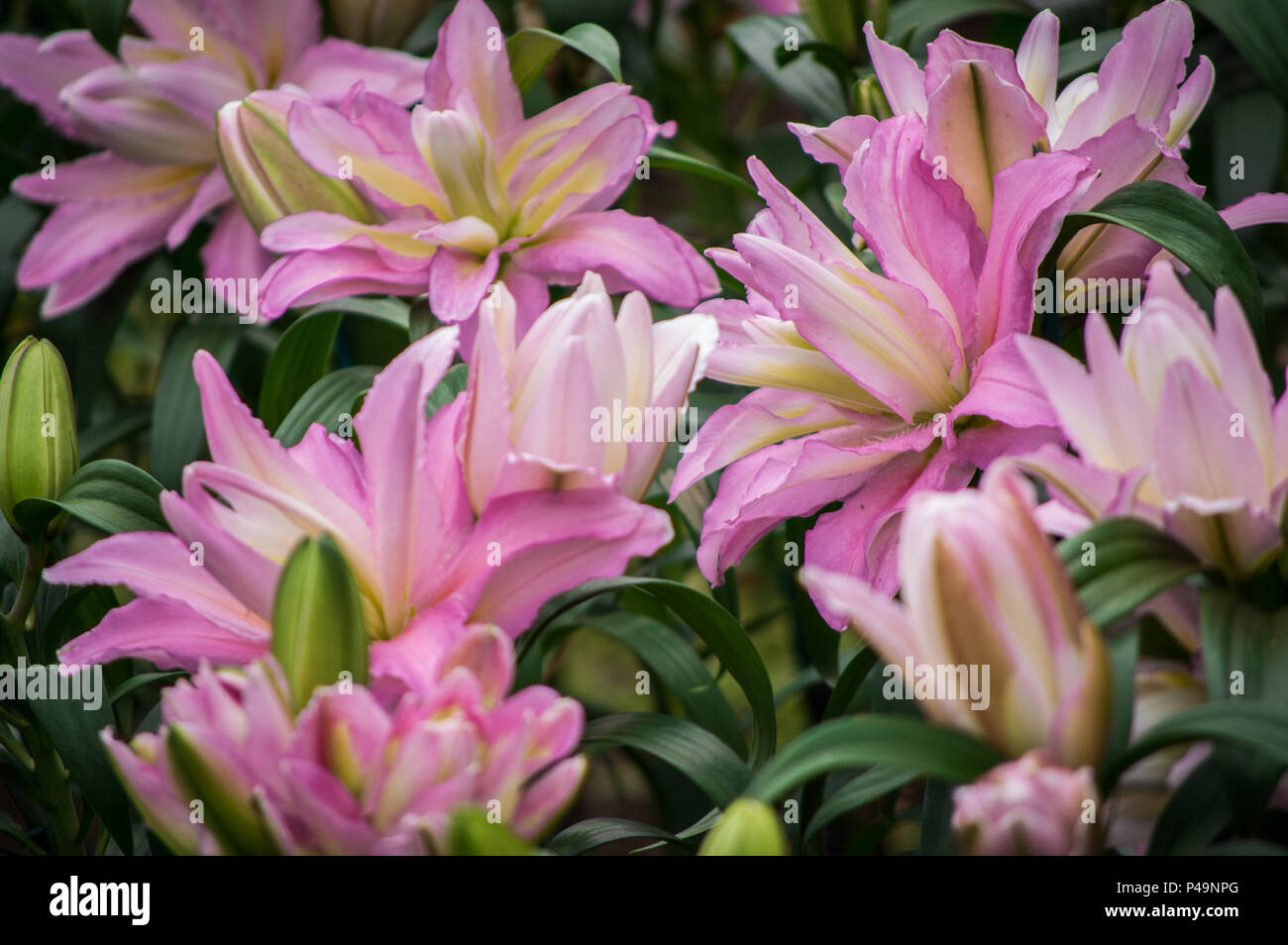 Lily, beautiful lily in the garden Stock Photo - Alamy