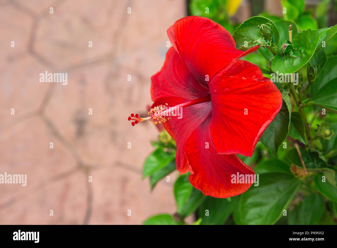Red hibicus flower hi-res stock photography and images - Alamy