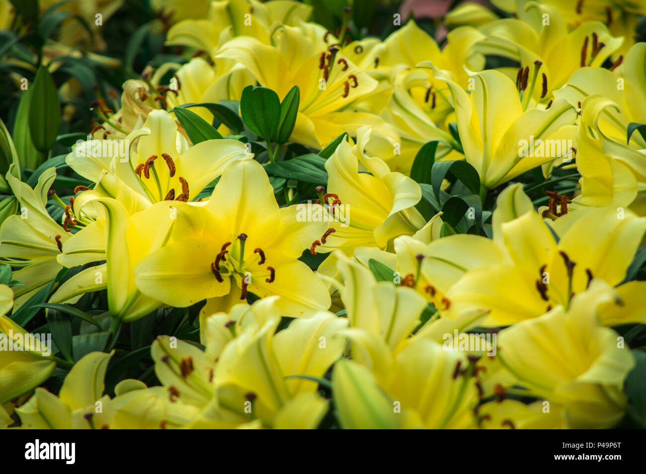 Lily, beautiful lily in the garden Stock Photo - Alamy