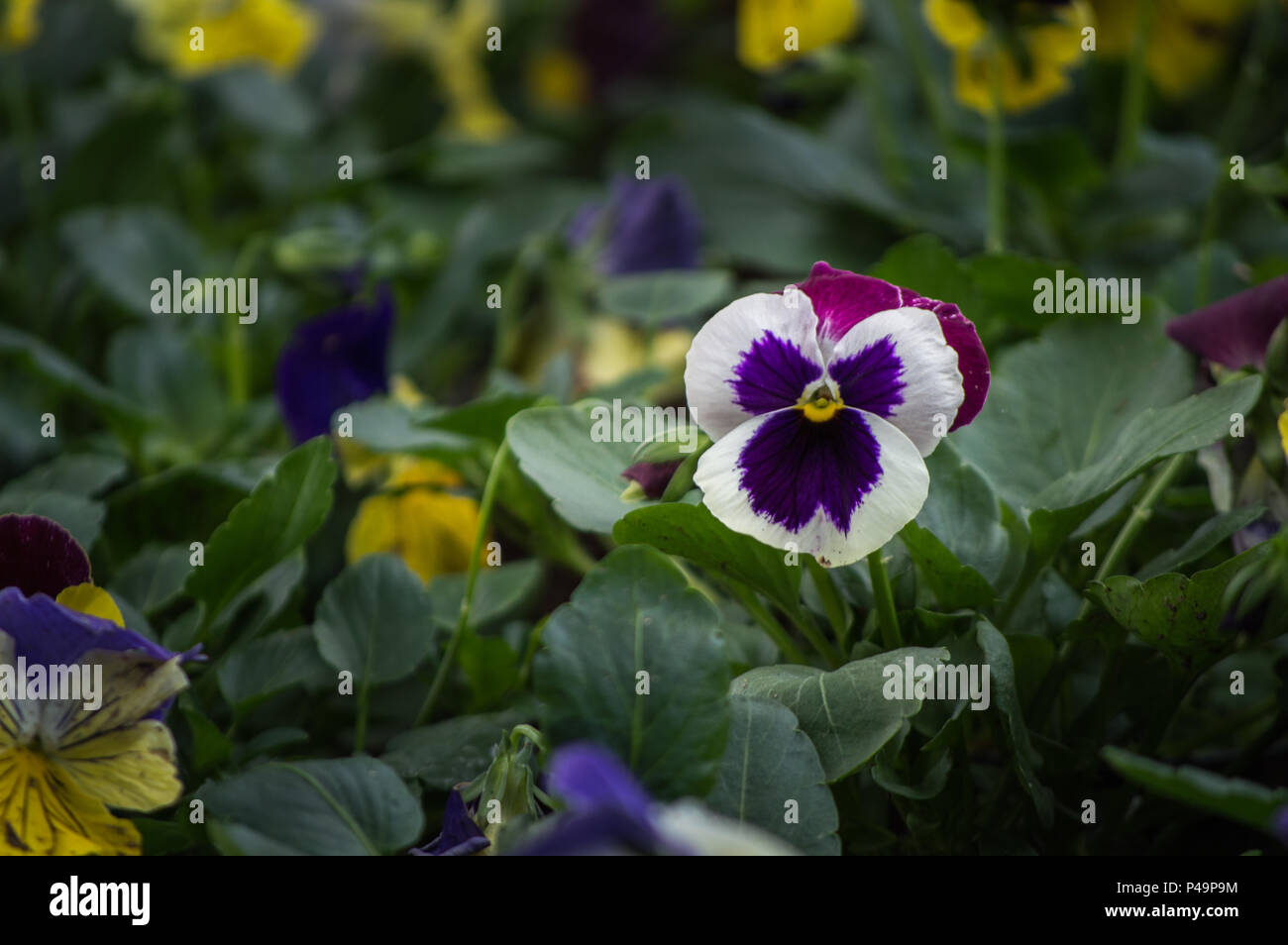 Pancy hi-res stock photography and images - Alamy