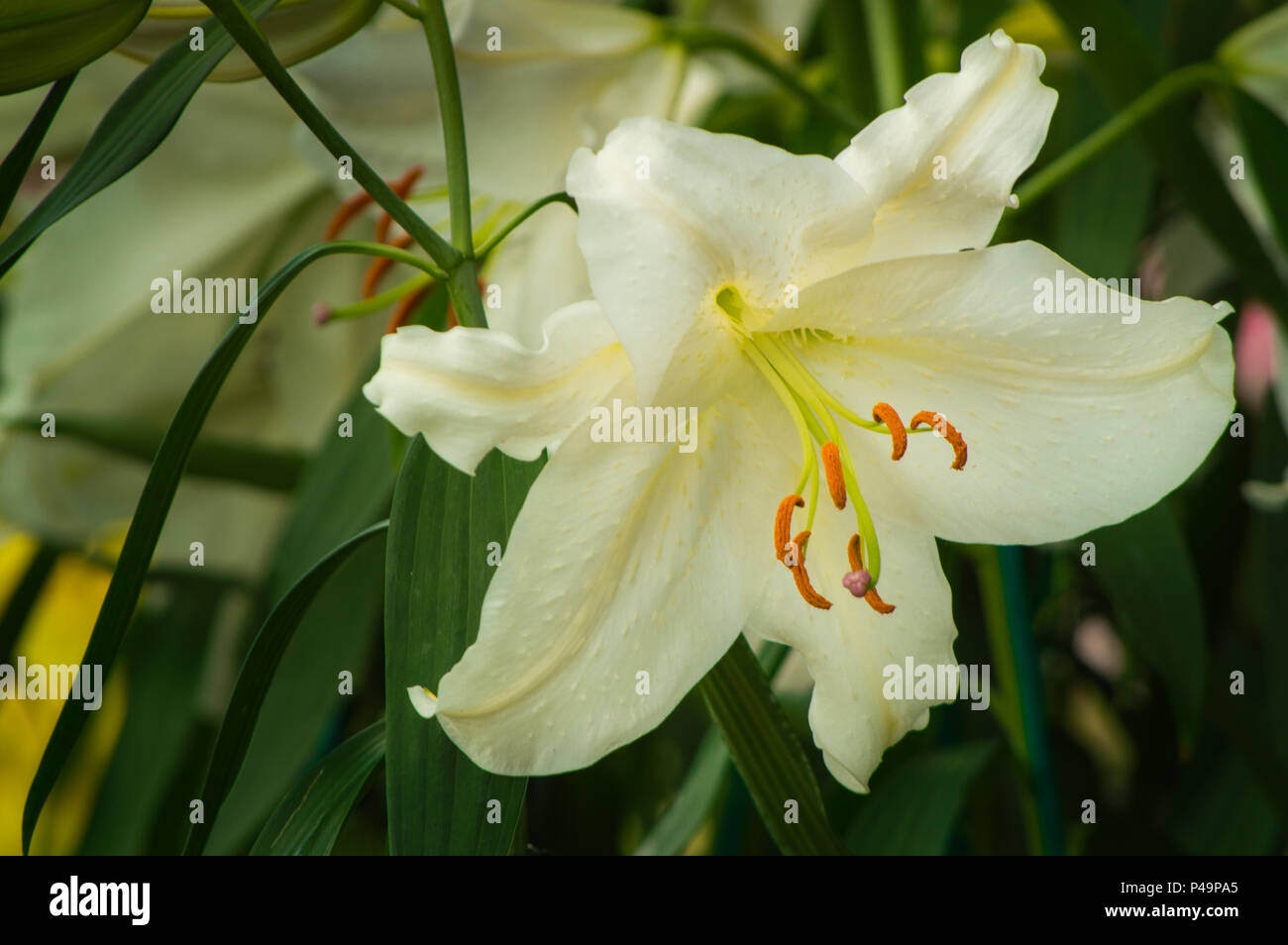 Lily, beautiful lily in the garden Stock Photo - Alamy