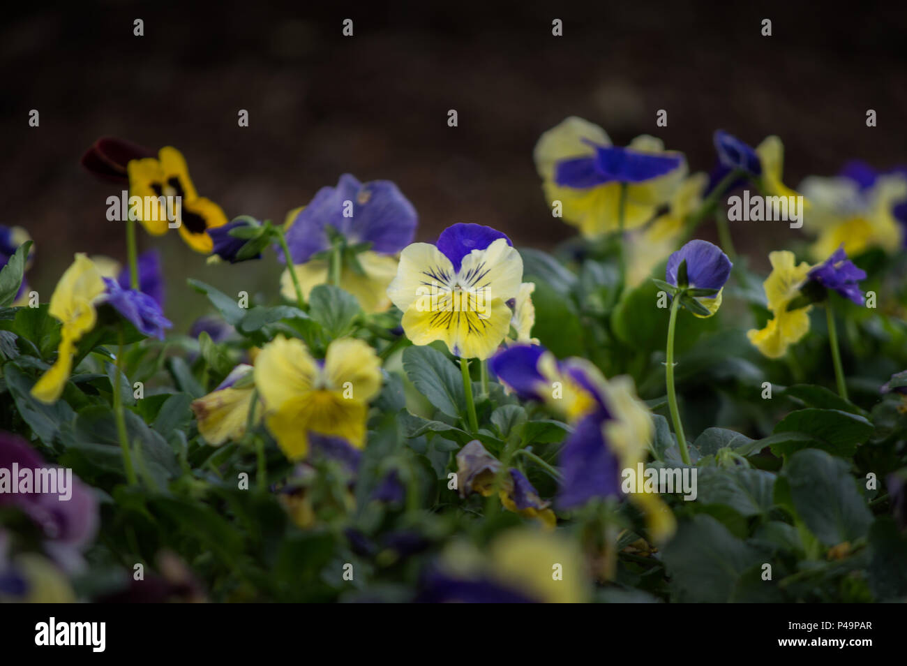 Pancy hi-res stock photography and images - Alamy