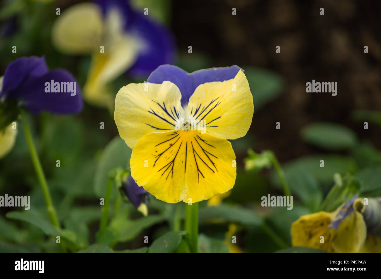 Pancy hi-res stock photography and images - Alamy
